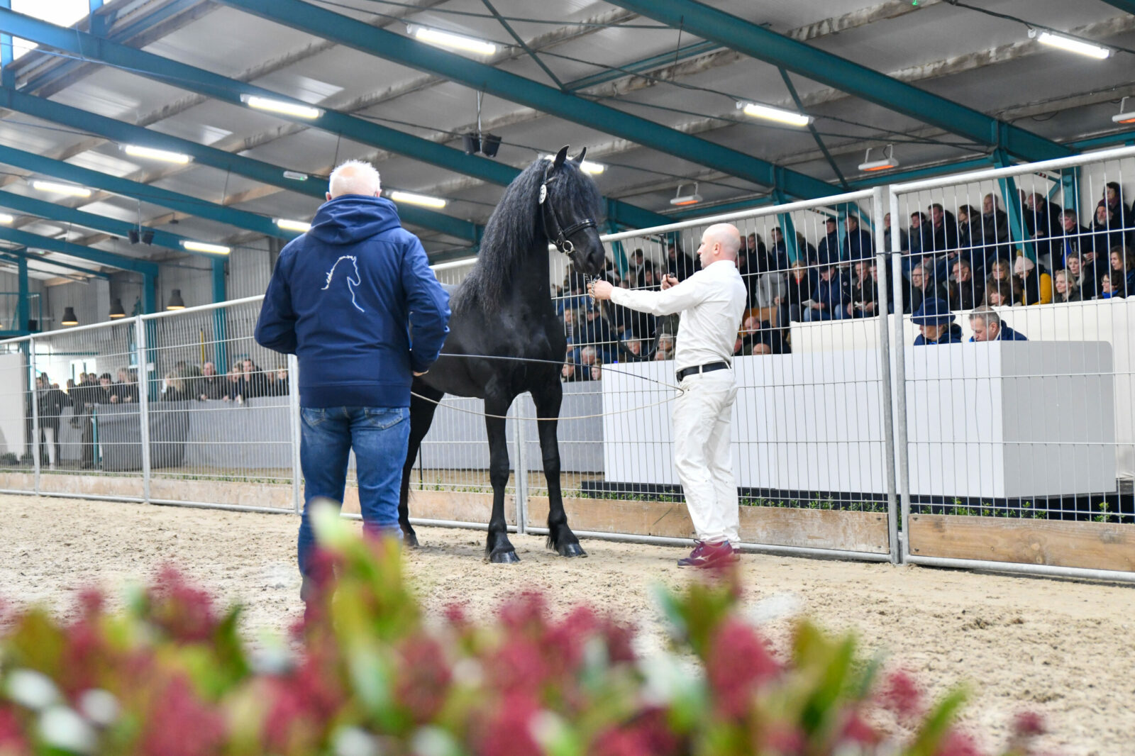 Eerste bezichtiging met dit jaar 367 jonge hengsten! - KFPS