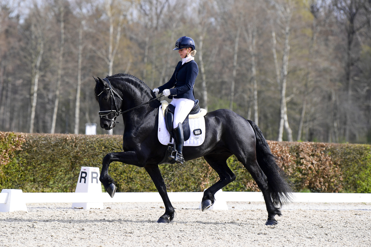 Nieuwe internationale (online) dressuurcompetitie voor Friese paarden ...