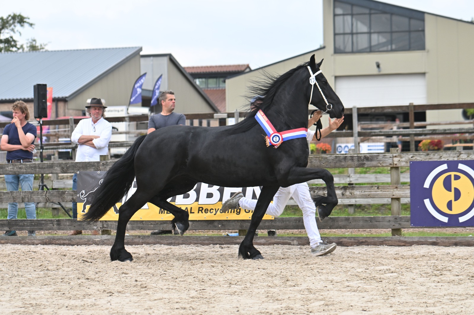 Meisje (Julius 486) met elke pas raak fokdagkampioen Het Friese Paard Wolvega e.o. - KFPS