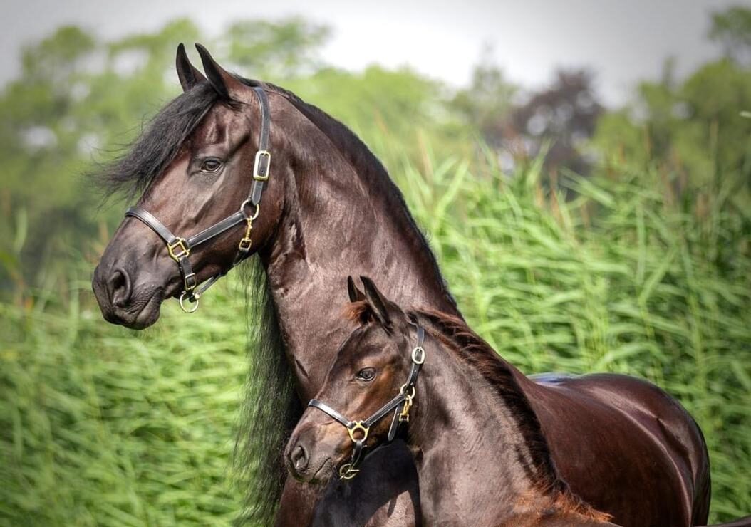 Nieuw voor Friese paarden fokkers: online fokadvies! - KFPS