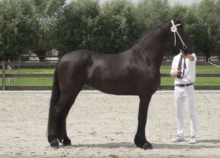 Dietske vd Roest (Tsjalle 454) met majestueuze uitstraling naar ...