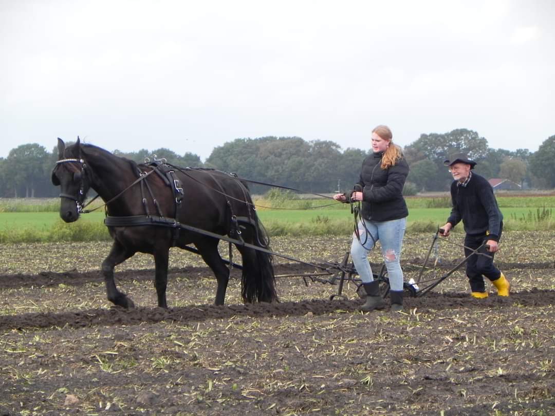 Henk en zijn Friese merrie op ploegwedstrijd: ‘Stuurmanskunst en gehoorzaamheid’ - KFPS
