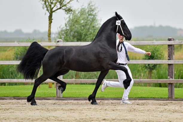 Imke (Julius 486) heeft 'wauw' factor en krijgt een eerste premie bij ...