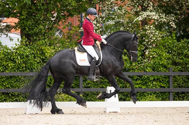 Finale Fries kampioenschap vol met Friese paarden - KFPS