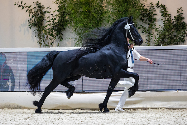 Tymen 503 en Tjebbe 500 in de race voor het kampioenschap bij de jonge ...