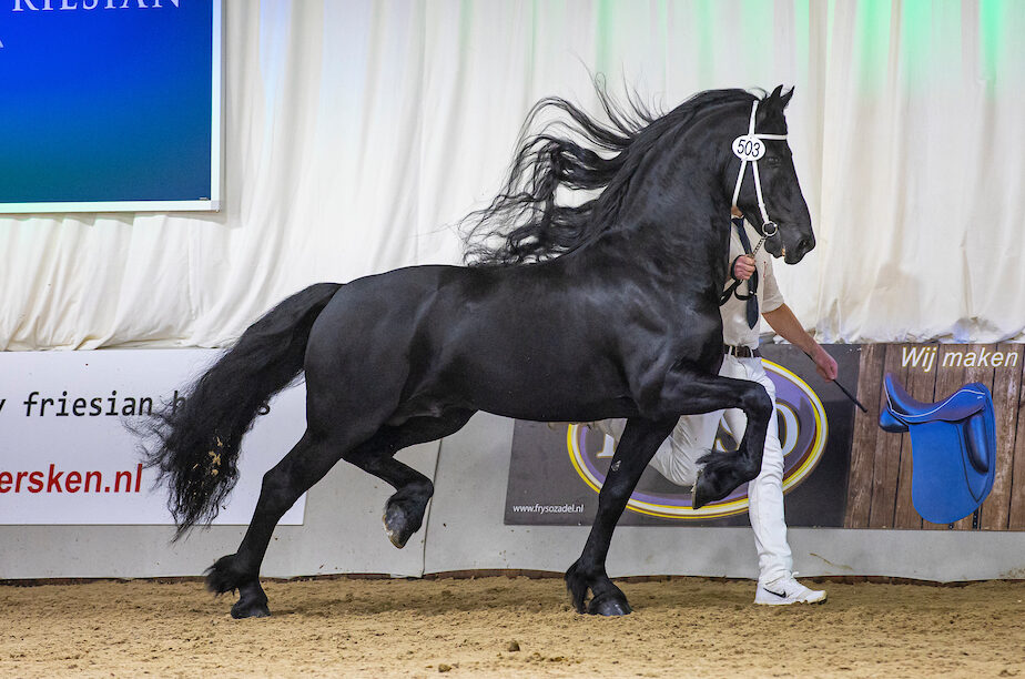 Tymen 503 en Menne 496 door naar de Kampioenskeuring - KFPS