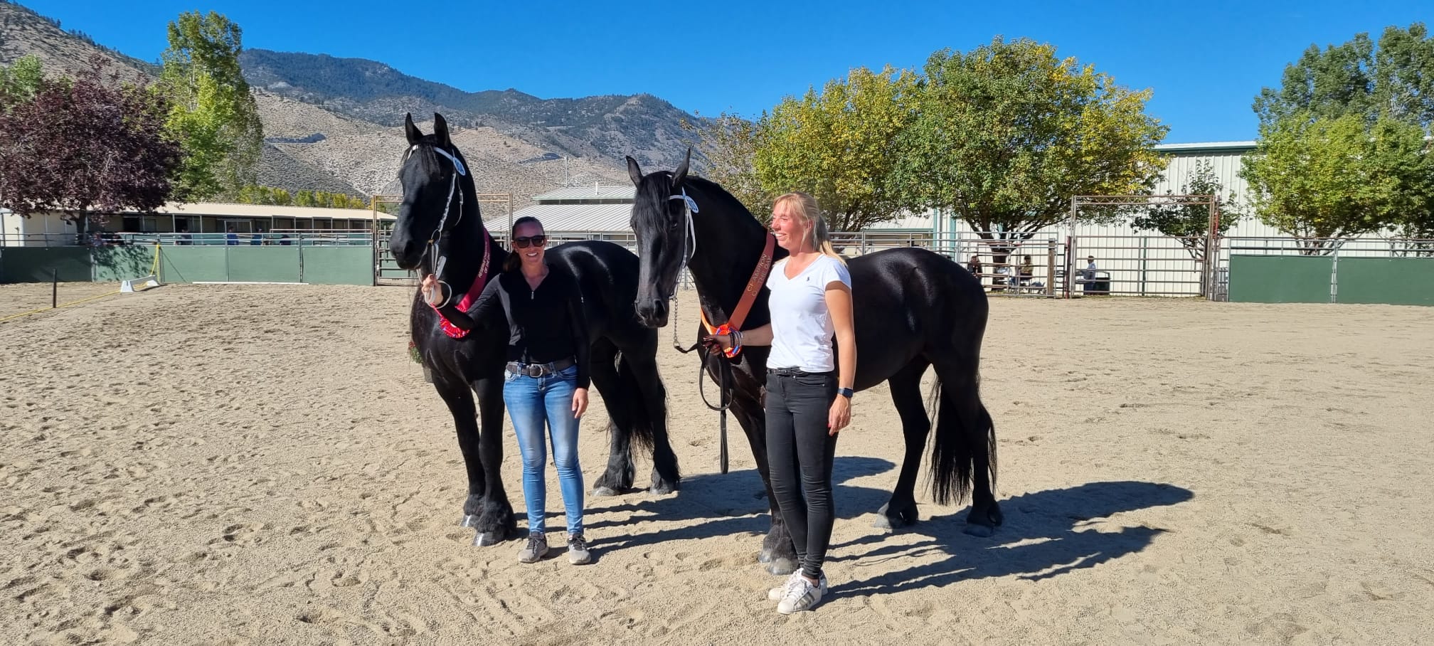 Sterk bewegende Fimke Ster (Julius 486 x Sipke 450) kampioen in Nevada ...