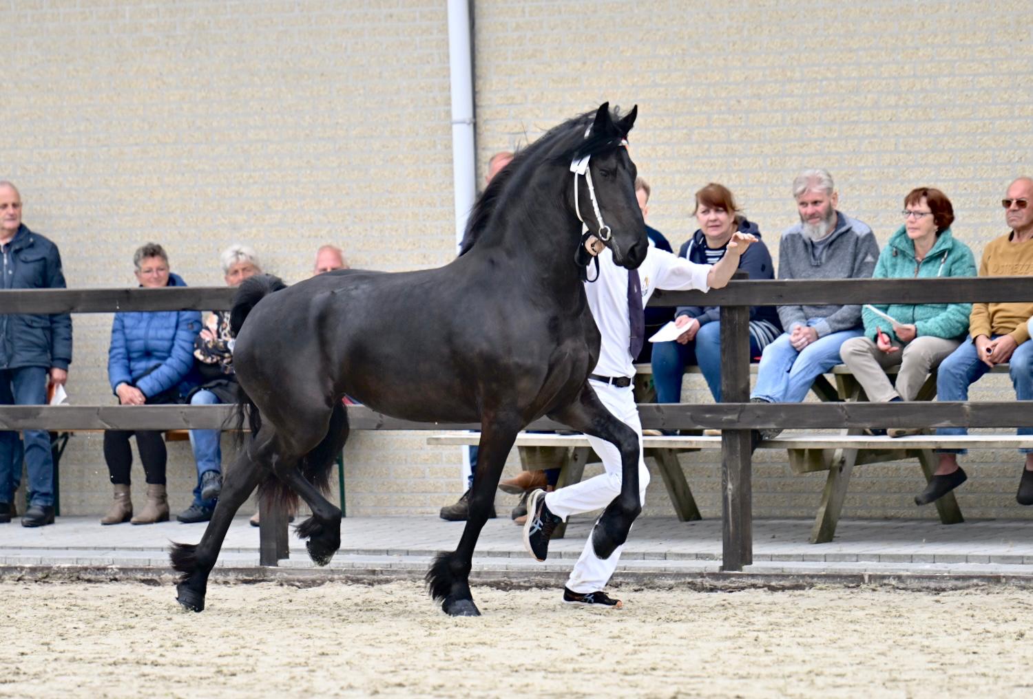 14 Sterren bij Stal de Kadyk, Roos (Markus 491) met een eerste premie ...