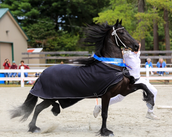 Liza van de Meikade Model (Maurus 441) kampioen Amerikaanse CK Oostkust ...