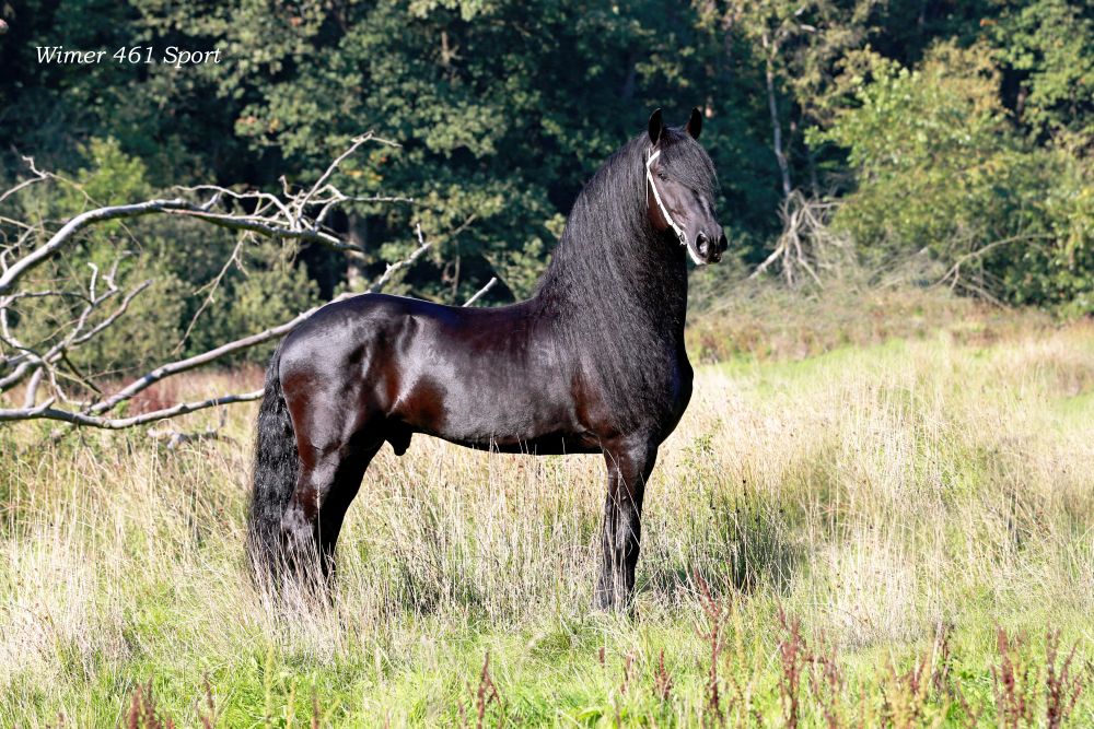 Wimer 461 overleden - KFPS