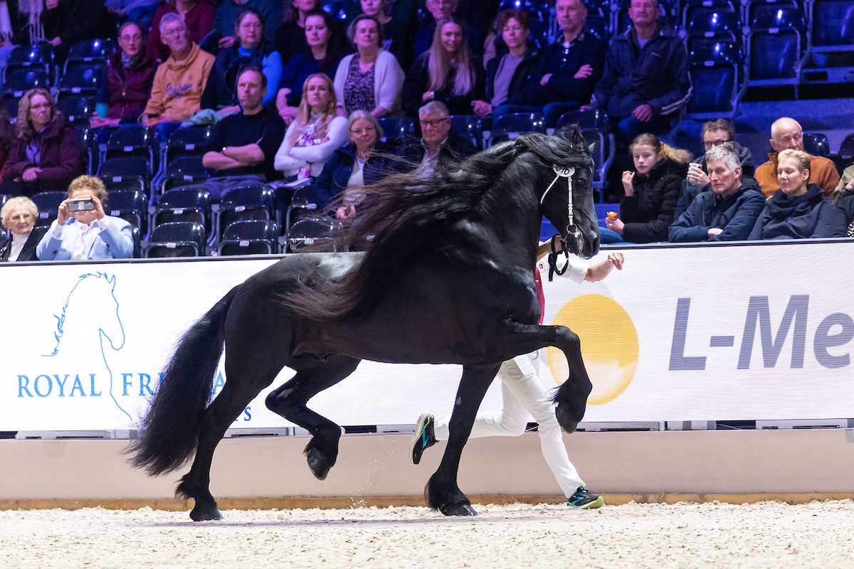 Boet 516 en Wibout 511 eerste doorverwezen hengsten van de dag - KFPS
