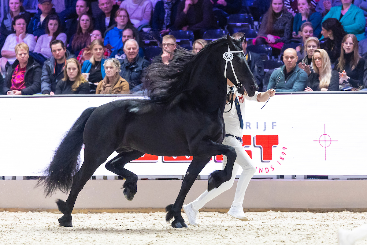 Tymen 503 en Auwert 514 door naar kampioenskeuring voor hengsten tot 12 ...