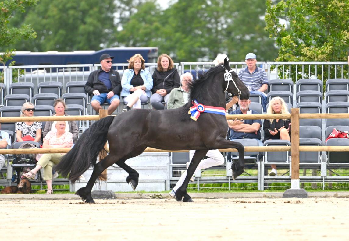 Driejarige Tineke Antje (Tiede 501) fokdagkampioen bij It Fryske ...