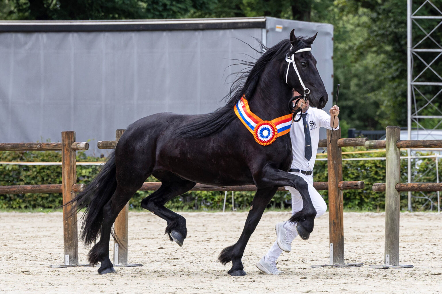Kroonmerrie Meisje (Julius 486) fokdagkampioen Limburg - KFPS